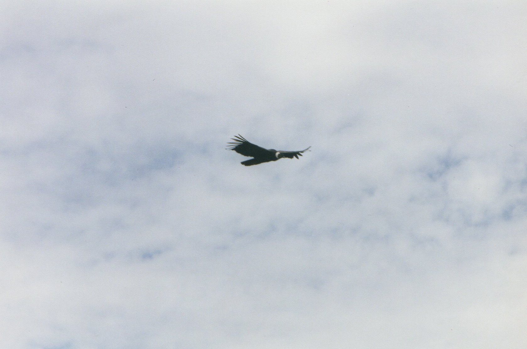 That Condor Moment | Wilbur's Travels