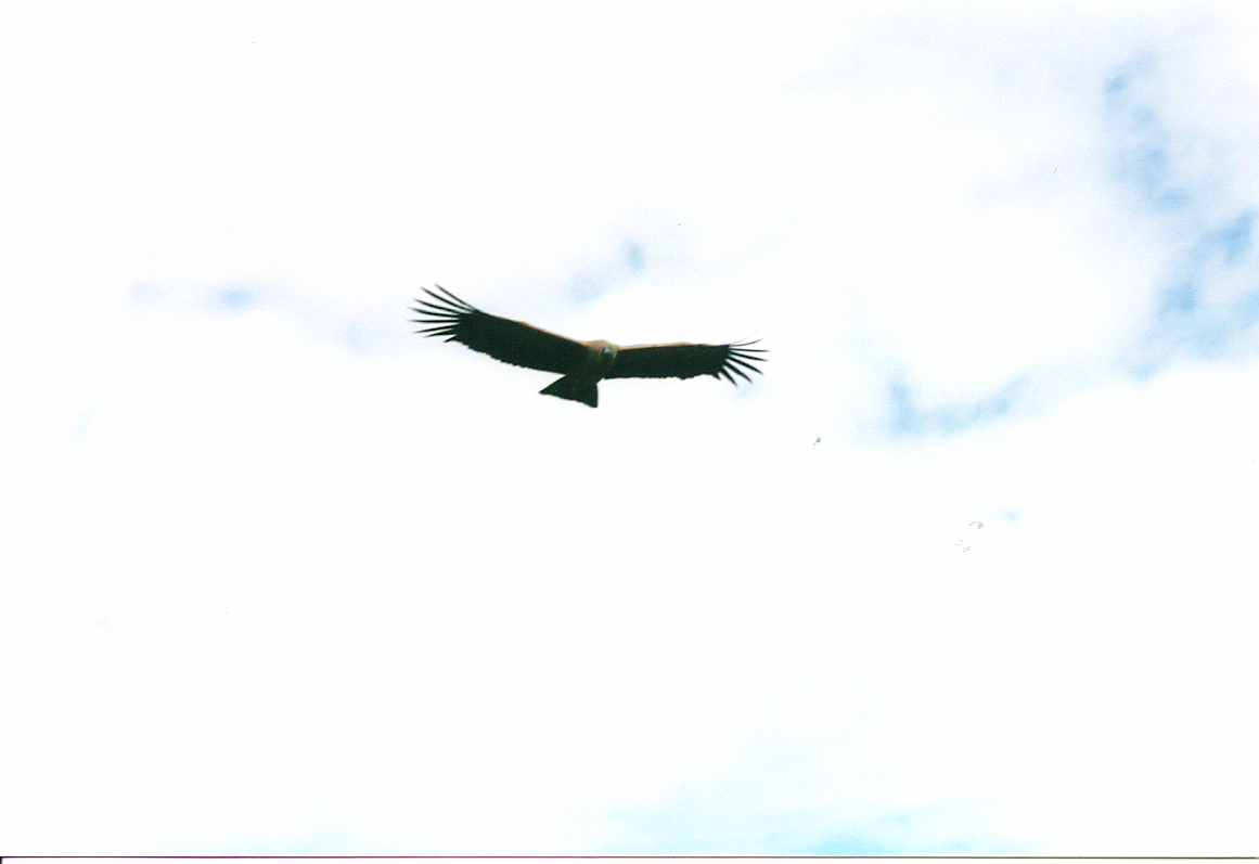 That Condor Moment | Wilbur's Travels