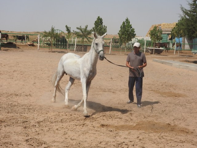 Bring on the Golden Horses – The Akhal-Teke Horses of Turkmenistan ...