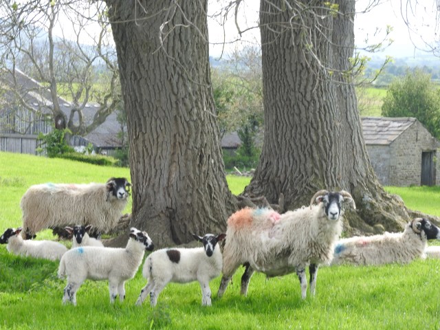 Yorkshire-Dales-Sheep | Wilbur's Travels