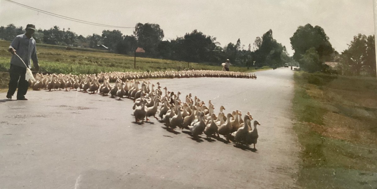 Monday Morning Blues – Vietnamese Ducks | Wilbur's Travels